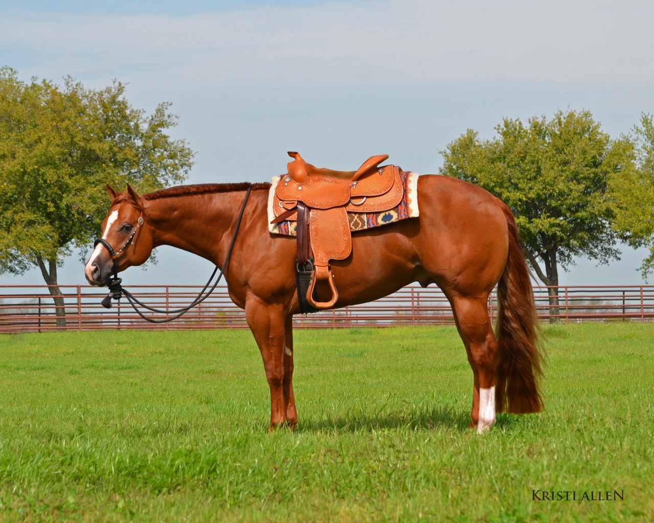 Select Breeders Services - Execute A Score